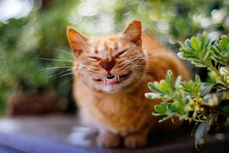 Purrfectly Hilarious: A Collection of Funny Cat Photos • 24pixelnews.com