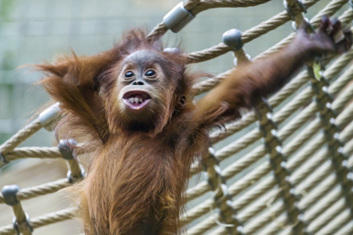Comedy Kings and Queens: The Funniest Animals in Action! • 24pixelnews.com