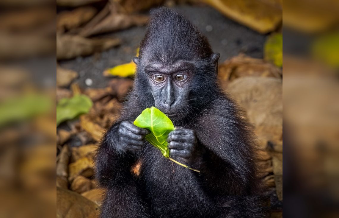 Snapshots of Serendipity: Perfectly Timed Animal Encounters ...